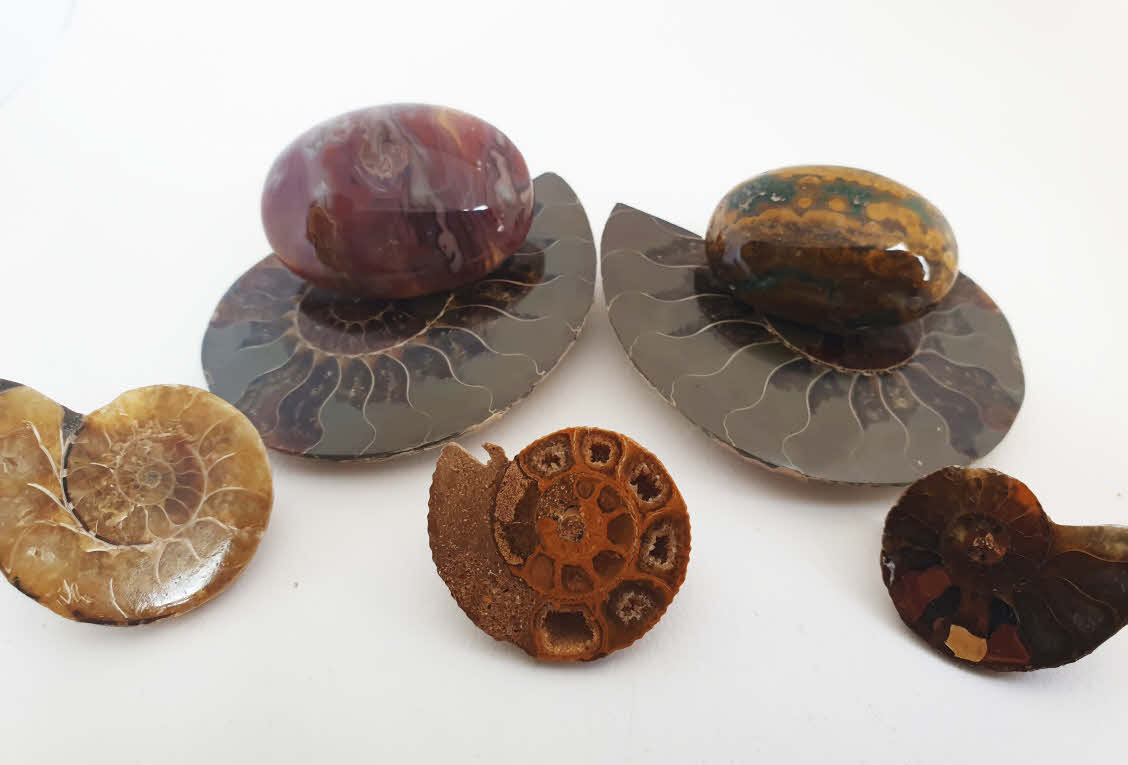 Fossil Brooches