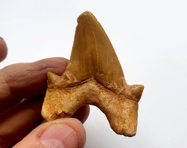 Fossil Cretolamna appendiculata Shark tooth