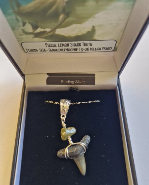 Shark Tooth Pendants | Authentic Fossil Jewellery – Jurassic Jewellery