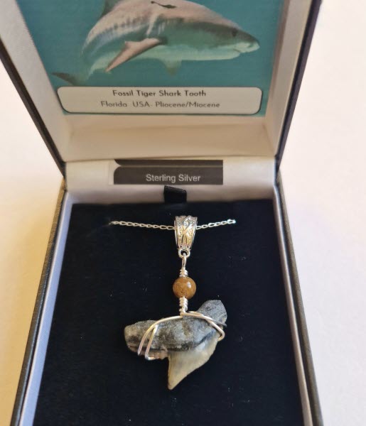 Shark Tooth Pendants | Authentic Fossil Jewellery – Jurassic Jewellery