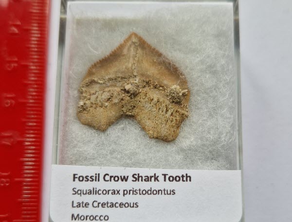 Rare And Extinct Crow Shark Tooth - BOXED | SEPT24 - SHARK1