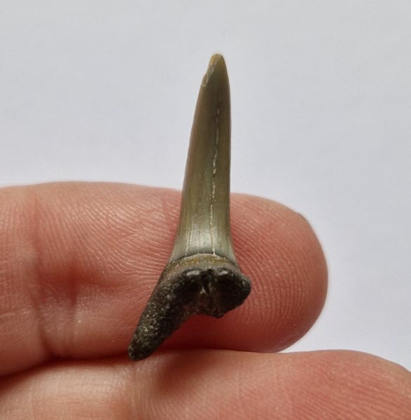 Fossil Sand Tiger Shark Tooth -Florida USA | SEPT24 - Shark 7