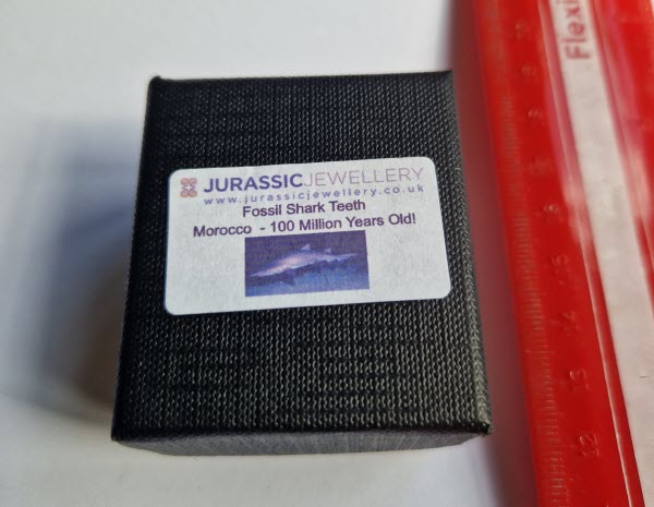 Superb Box Of Fossil Sharks Teeth From Morocco - | BOX of shark teeth