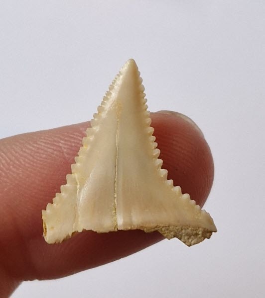 Fossils - Sharks Teeth