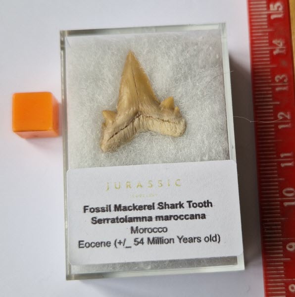 Fossil Mackerel Shark Tooth - Serratolamna - RARE | JAN25 - SHARK1