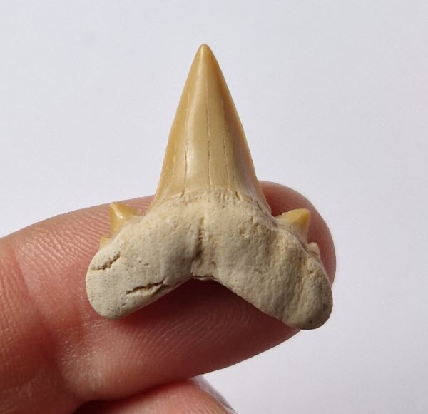 Fossil Mackerel Shark Tooth - Serratolamna - RARE | JAN25 - SHARK1