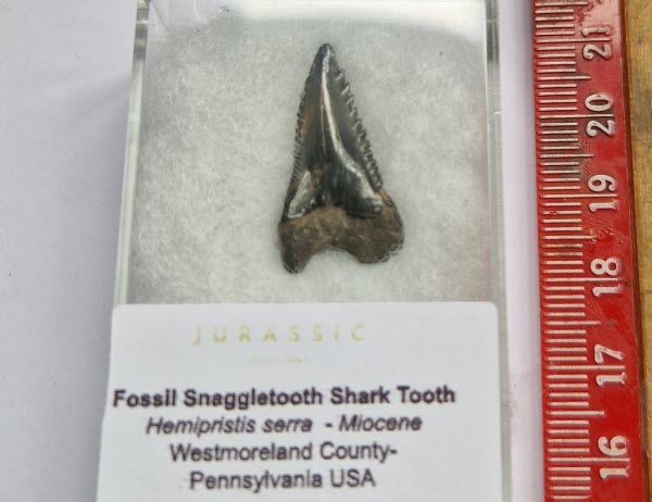 Fossil Snaggletooth Shark Tooth USA