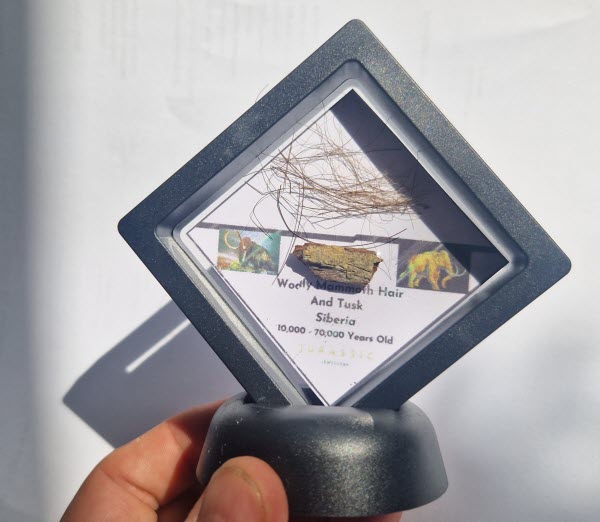 Genuine Woolly Mammoth Hair And Tusk Frame