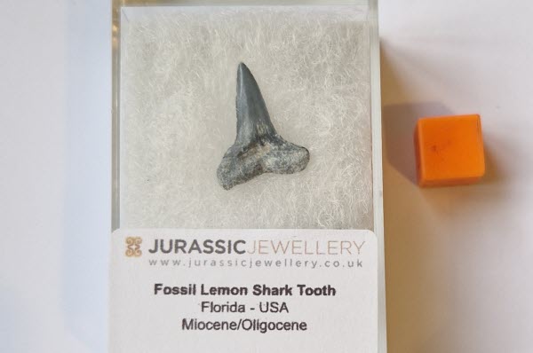 Fossil Lemon Shark Tooth -Florida USA