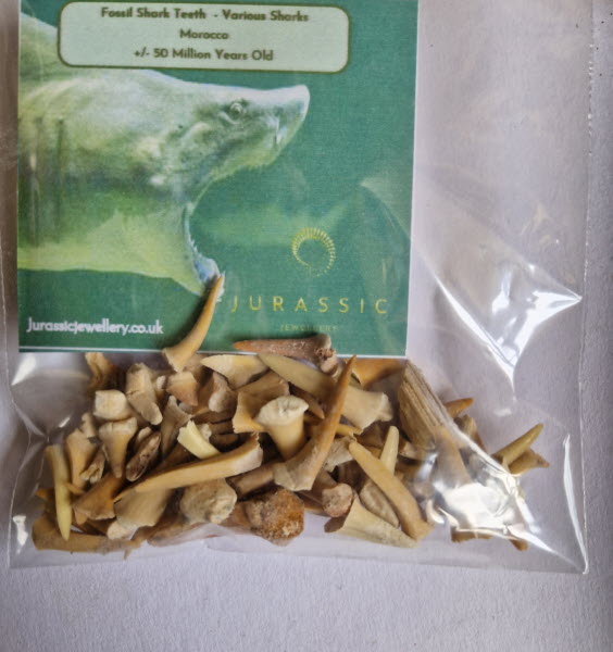 Bag Of Fossil Shark Teeth - Morocco | SHARK BAG