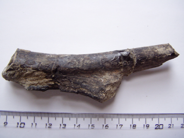 Superb Iguanodon Dinosaur Rib Bone - UK
